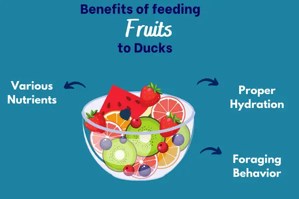Can Ducks Eat Fruit? Find Out What Fruits To Feed Ducks!