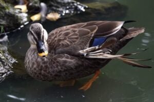 5 Causes And 2 Recovery Tips Of Angel Wings In Ducks