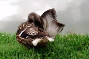 Why Is My Duck Shaking? 9 Reasons Of Such Behavior