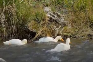 All About Ducks Behavior - 32 Behavioral Facts I Must Talk!