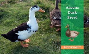 Ancona Duck Breed: The Multi-Colored Egg Layers - FowlFamily