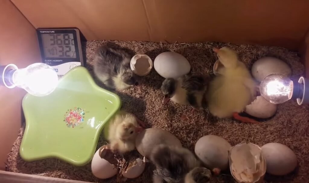 How To Hatch Duck Eggs Without An Incubator? 10 Easy Steps!