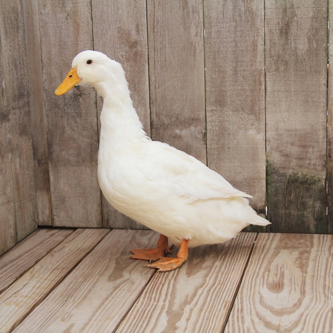 Designing The Perfect Duck Coop - [14 Guides To Follow!]