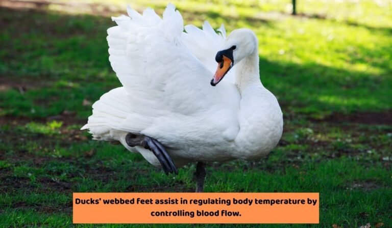 Why Do Ducks Have Webbed Feet? 3 Important Reasons!