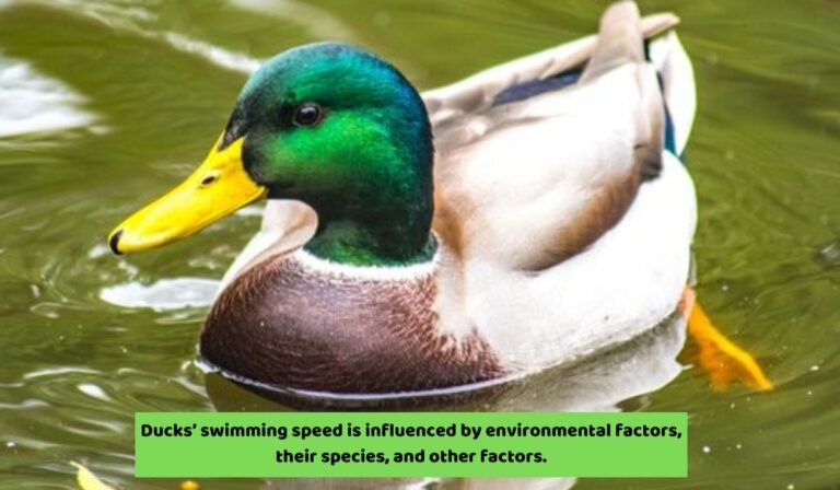 How Fast Can A Duck Swim? [Up To 20 Miles Per Hour!]