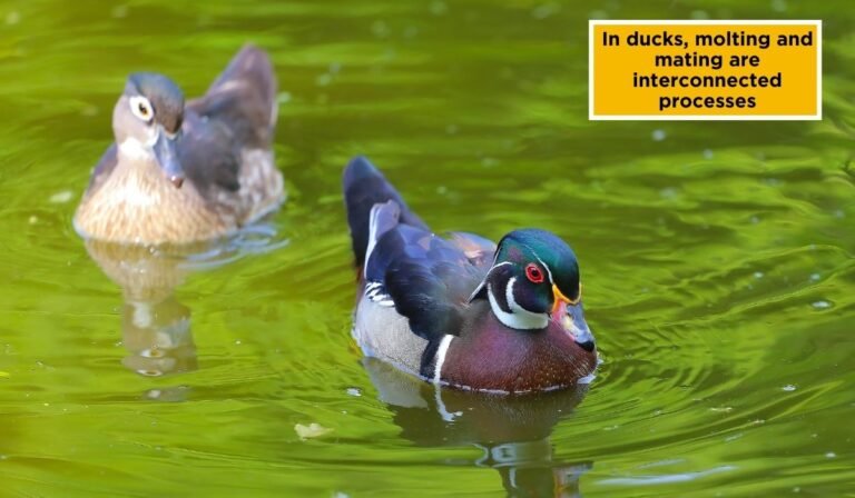 Duck Mating And Courtship Ritual: How And When? - FowlFamily