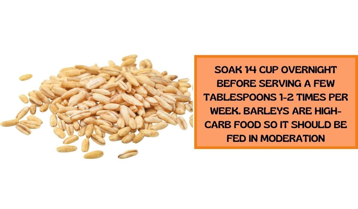 19 Healthy Treats For Ducks - FowlFamily