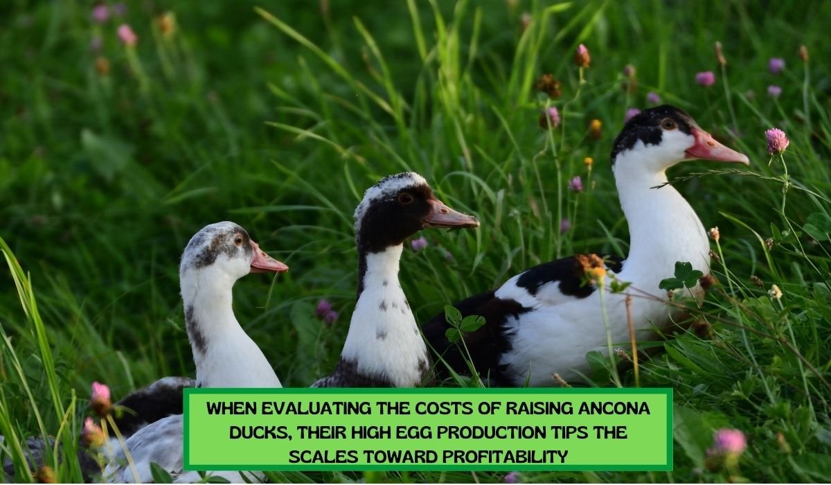 Ancona Duck Breed: The Multi-Colored Egg Layers - FowlFamily