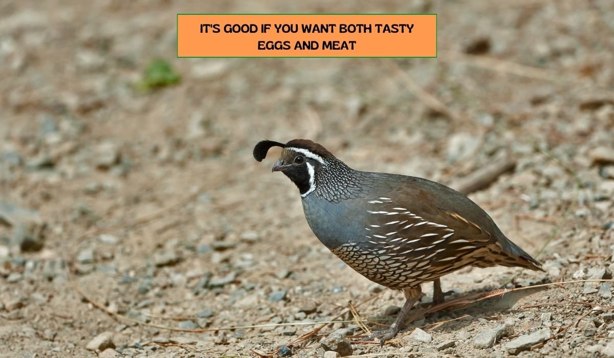 List Of 5 Best Quail Breeds For Eggs - Fowlfamily