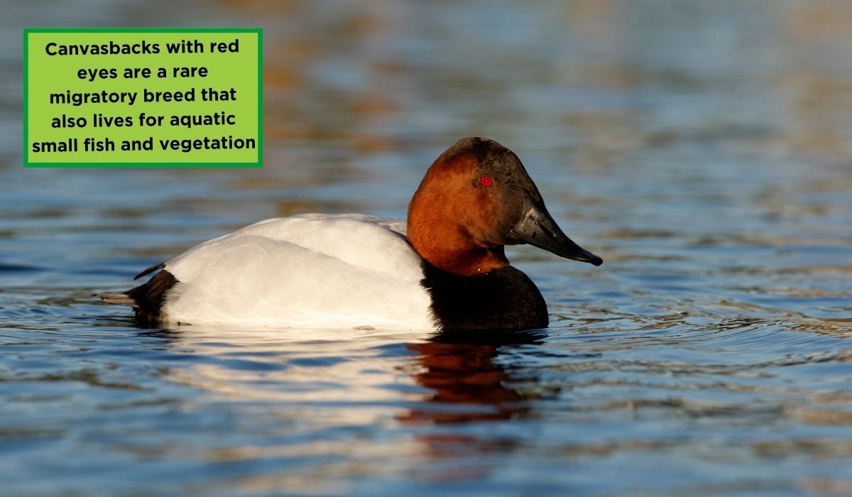 10 Ducks That Dive For Fish - FowlFamily