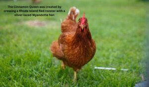 Raising Cinnamon Queen Chicken Breed - 9 Breeding Steps!