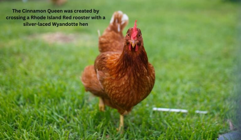 Raising Cinnamon Queen Chicken Breed - 9 Breeding Steps!