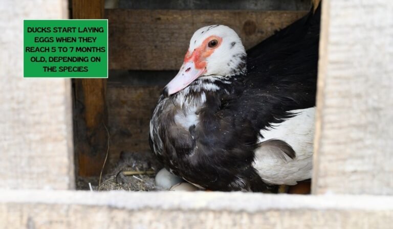 When Do Ducks Start Laying Eggs? At Least After 5 Months