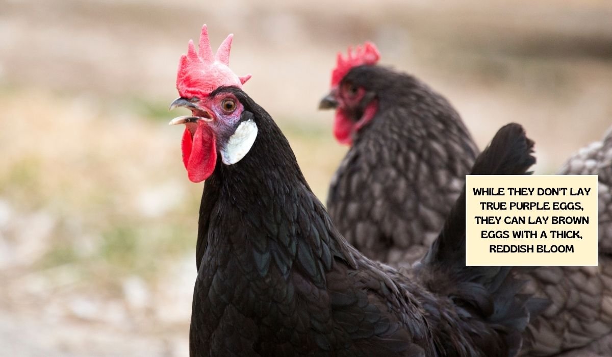 Which Chickens Lay Purple Eggs? List Of 9 Breeds!