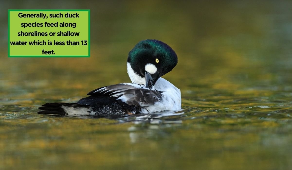 10 Ducks That Dive For Fish - FowlFamily