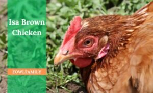Isa Brown Chicken Breed - 13 Guides To Raise - FowlFamily