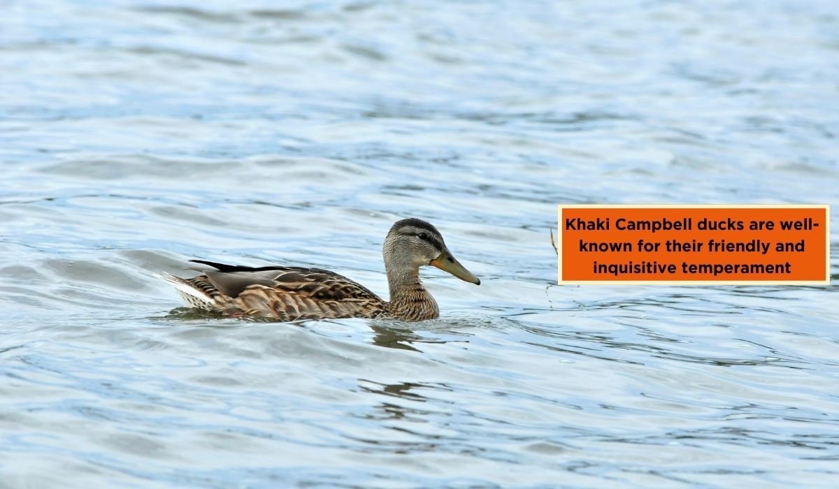 4 Key Advantages Of Khaki Campbell Duck Breed - FowlFamily