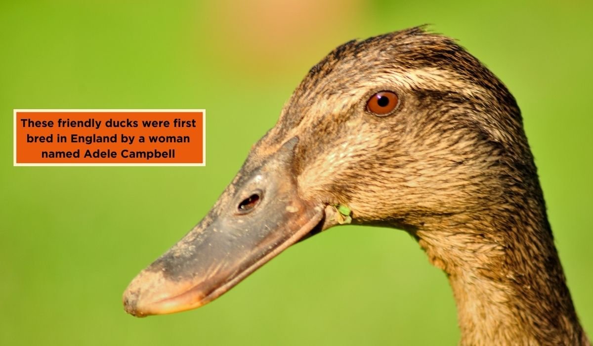 4 Key Advantages Of Khaki Campbell Duck Breed - FowlFamily