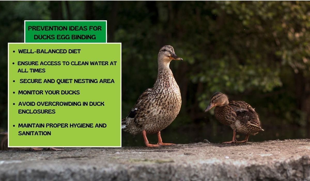 Duck Egg Binding - 7 Potential Causes With Treatments!