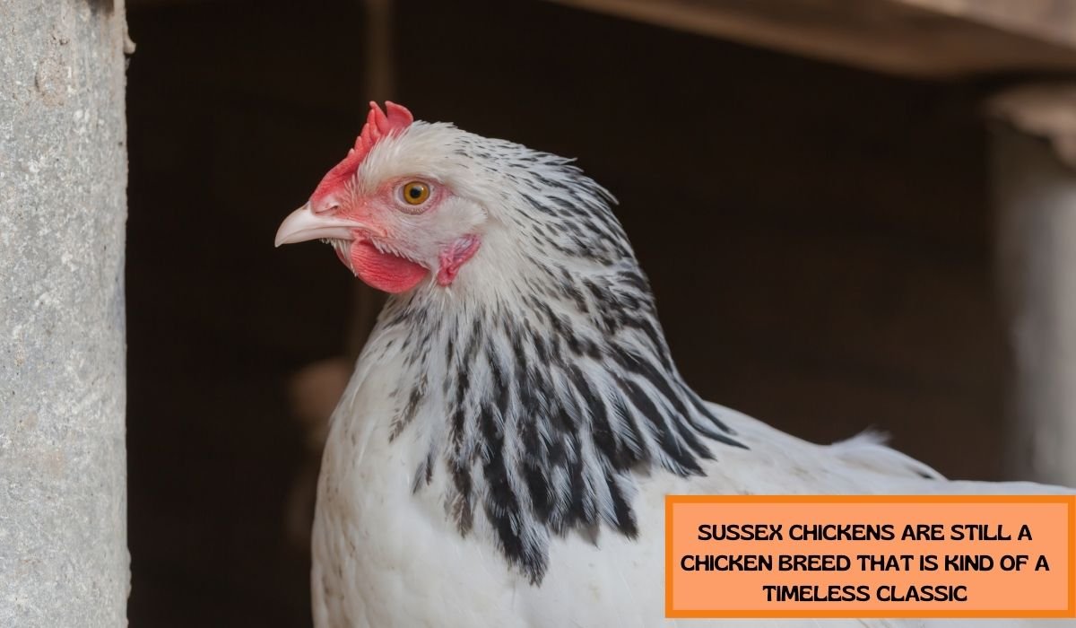 The Classic Sussex Chicken Breed - Ideal In 2 Purposes!