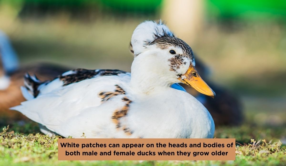 White Patches On Ducks - Uncovering 6 Factors! - FowlFamily