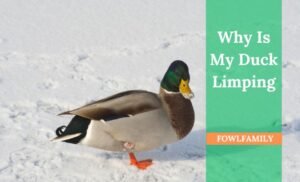 Why Is My Duck Limping? 6 Potential Causes And Solutions!