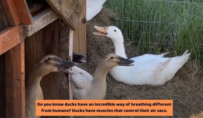 5 Reasons That Prove How Smart Are Ducks - FowlFamily