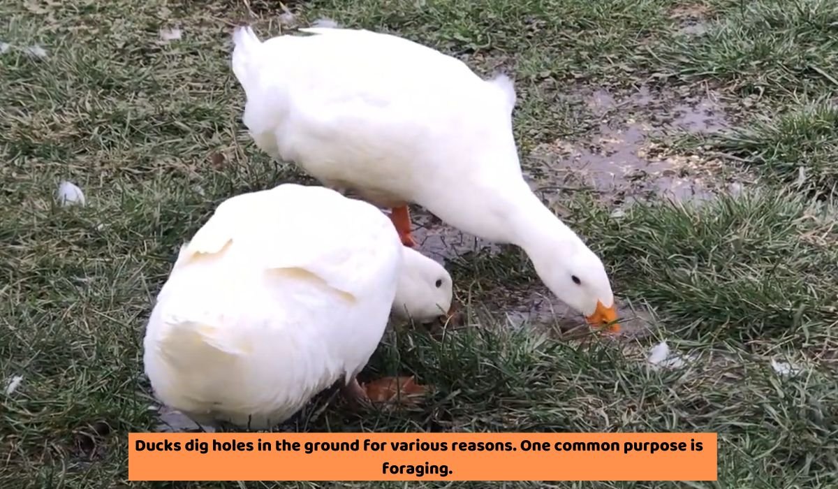 Why Do Ducks Dig Holes? 5 Significant Reasons - FowlFamily