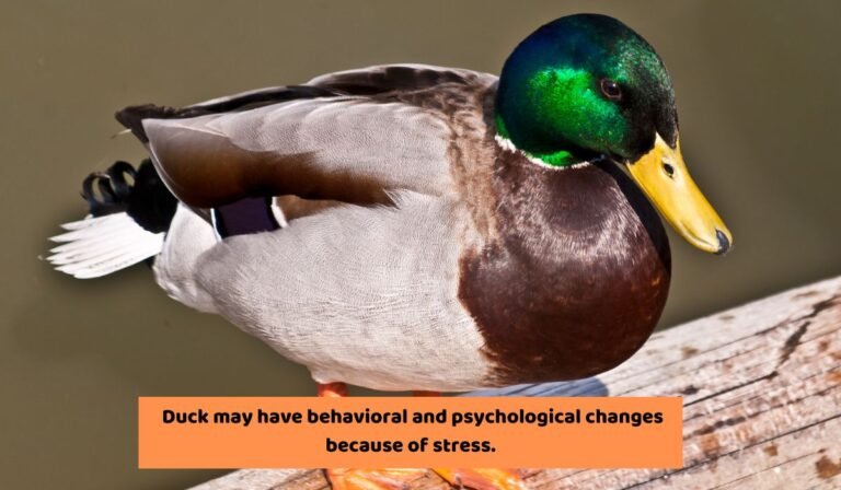 Do Ducks Get Stressed? 5 Behavioral Signs - FowlFamily