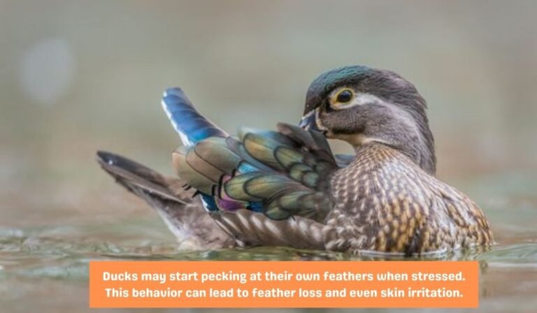Do Ducks Get Stressed? 5 Behavioral Signs - FowlFamily