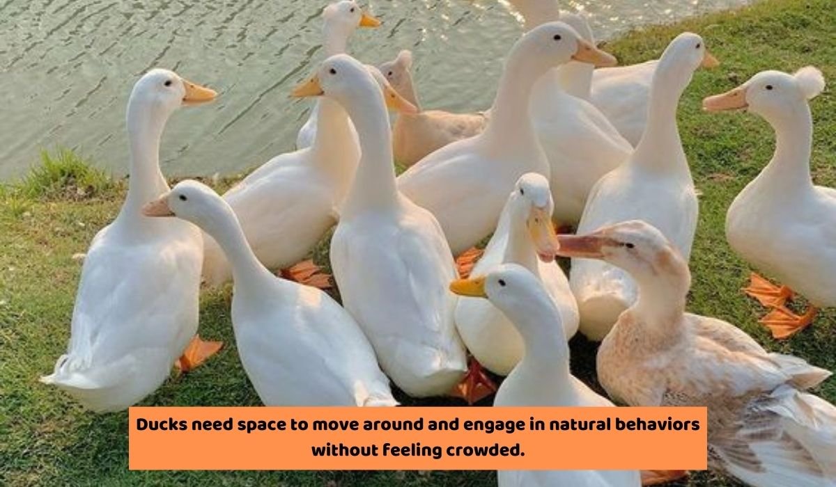 Do Ducks Get Stressed? 5 Behavioral Signs - FowlFamily