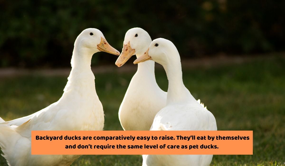 5 Must-Know Tips On Raising Ducks For Beginners - FowlFamily