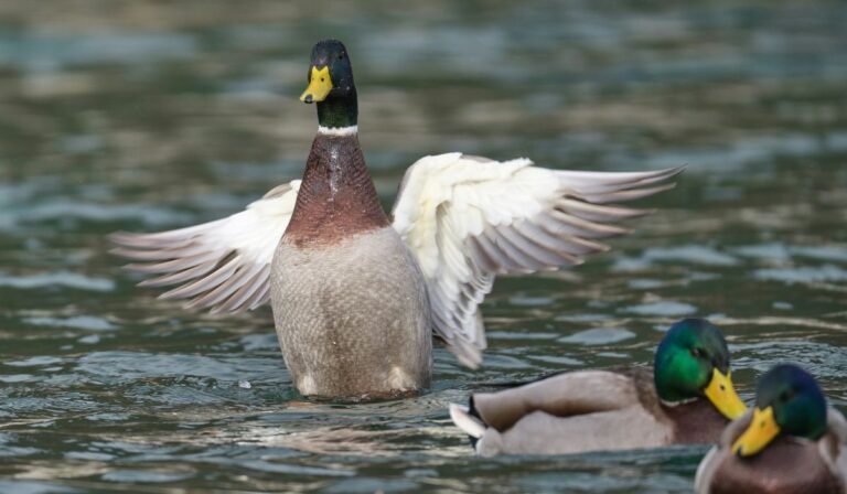 Why Are Ducks Messy? Portrayal Of 4 Reasons! - FowlFamily
