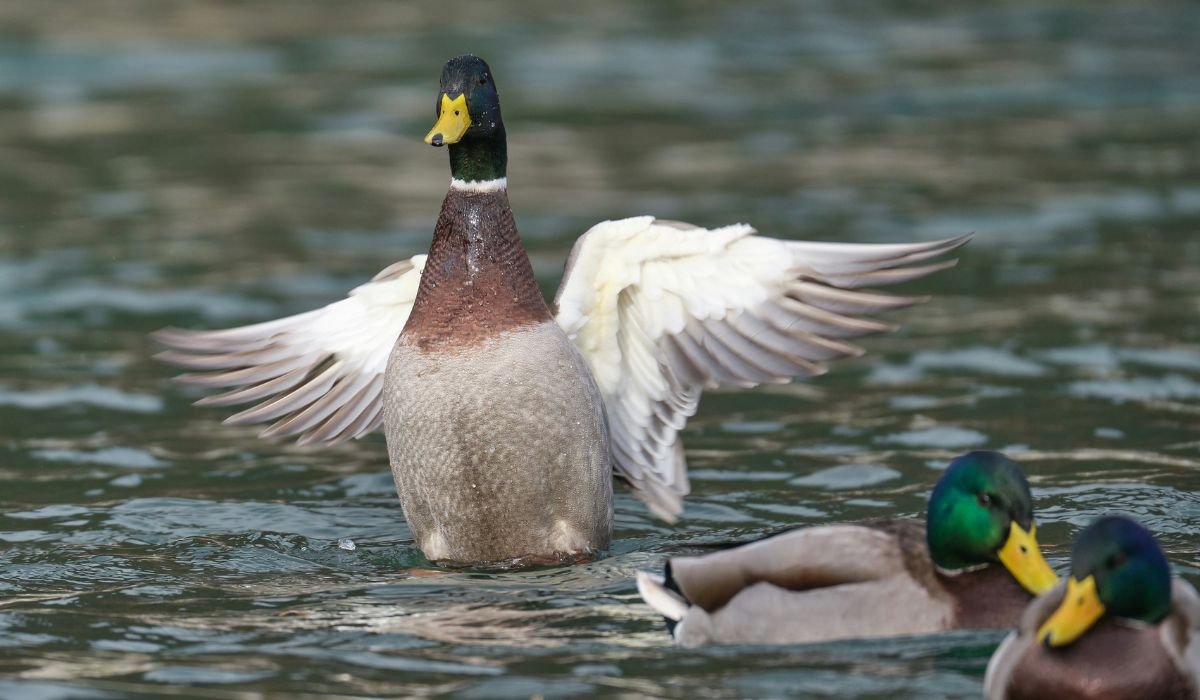 Why Are Ducks Messy? Portrayal Of 4 Reasons! - FowlFamily