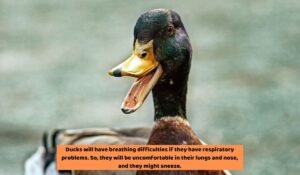 Why Is My Duck Sneezing? [2 Significant Reasons]