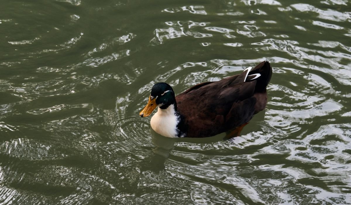 French Duclair Duck Breed: 5 Raising Tips - FowlFamily