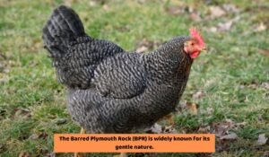 17+ Most Aggressive Chicken Breeds - FowlFamily