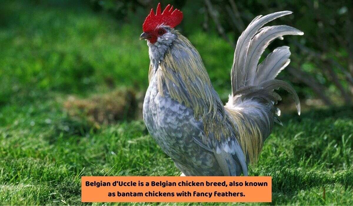 Fancy Feather Foot Chicken Breeds (+13 Breeds And Purposes)