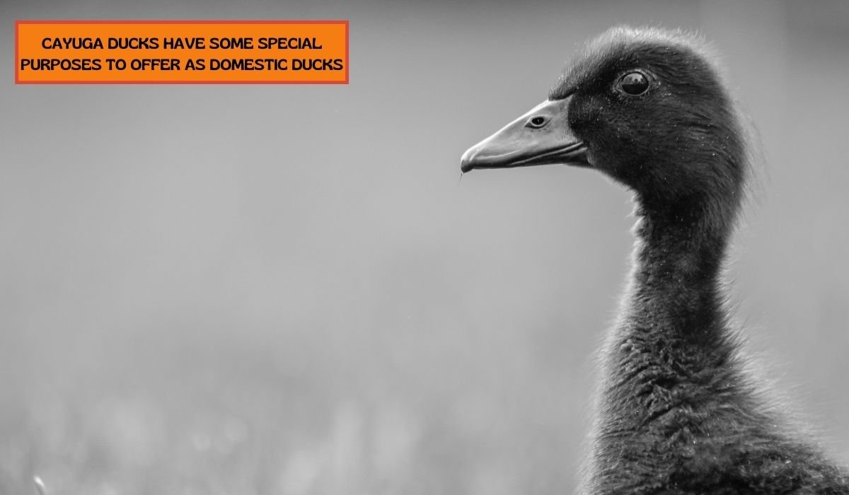 About Cayuga Duck Breed (Top 3 Secrets Of Raising)