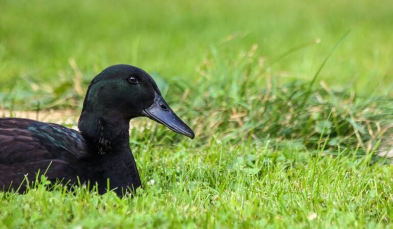 What Do Cayuga Ducks Eat? 6 Dietary Considerations!