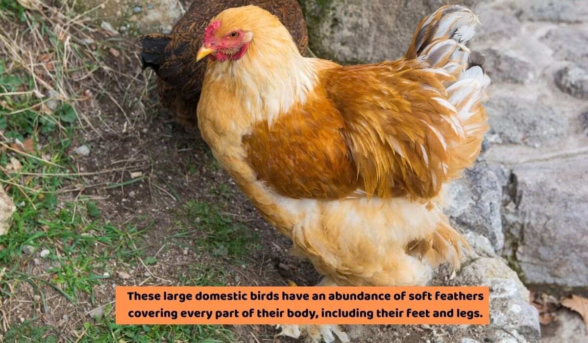 Fancy Feather Foot Chicken Breeds (+13 Breeds And Purposes)