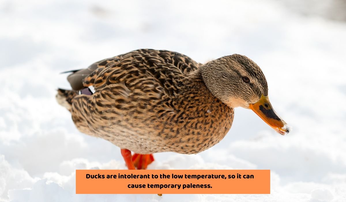 9 Reasons Why Is My Ducks Beak Pale - FowlFamily!