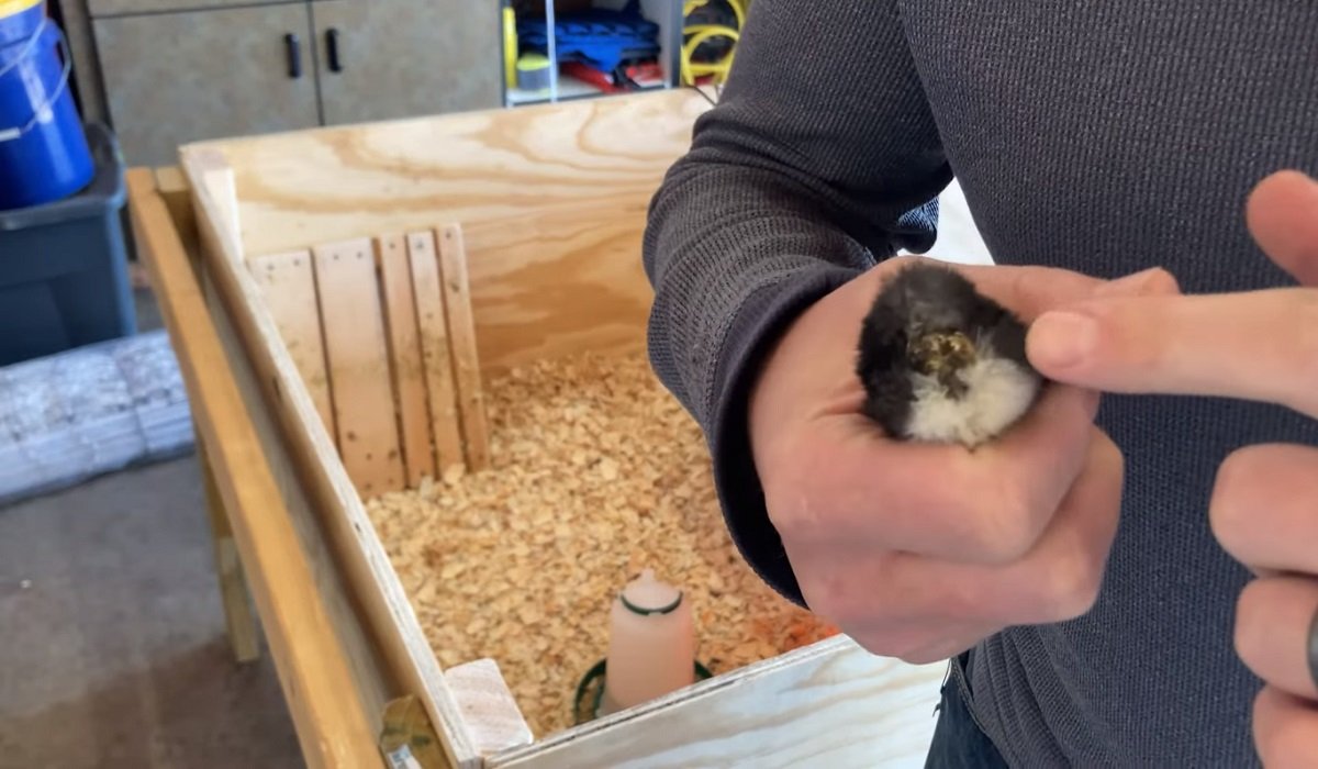 What Causes Pasty Butt In Chickens? 8 Treatment Tips!