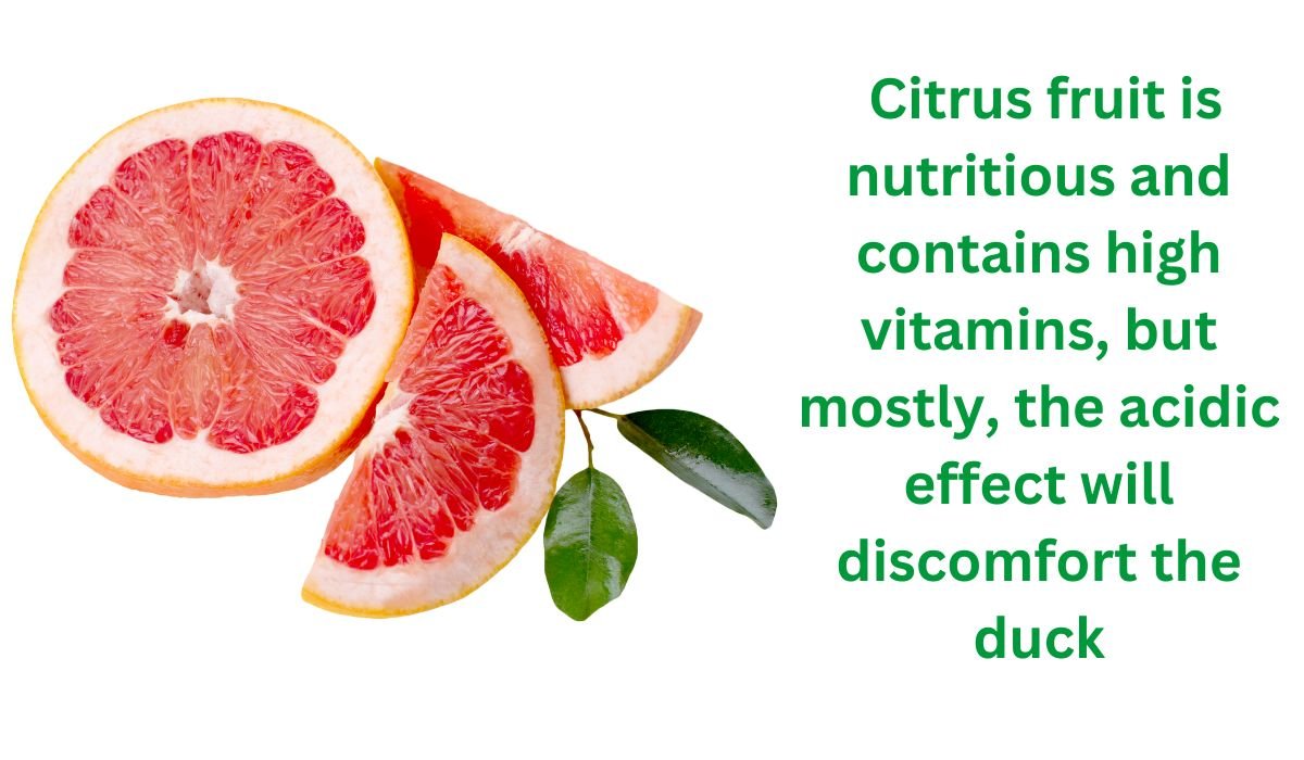 Can Ducks Eat Grapefruit? No, It Carry 7 Health Risks!