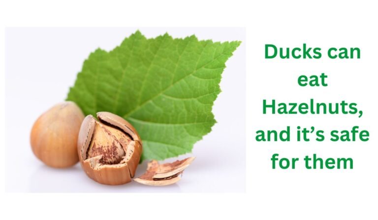 Can Ducks Eat Hazelnuts? Yes, Without Shells