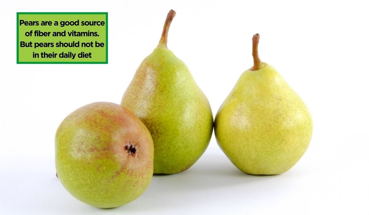 Can Ducks Eat Pears? [Consider 6 Things While Feeding!]