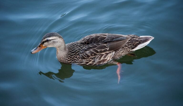 Do Ducks Swim In Water? 4 Swimming Facts Of Ducks!