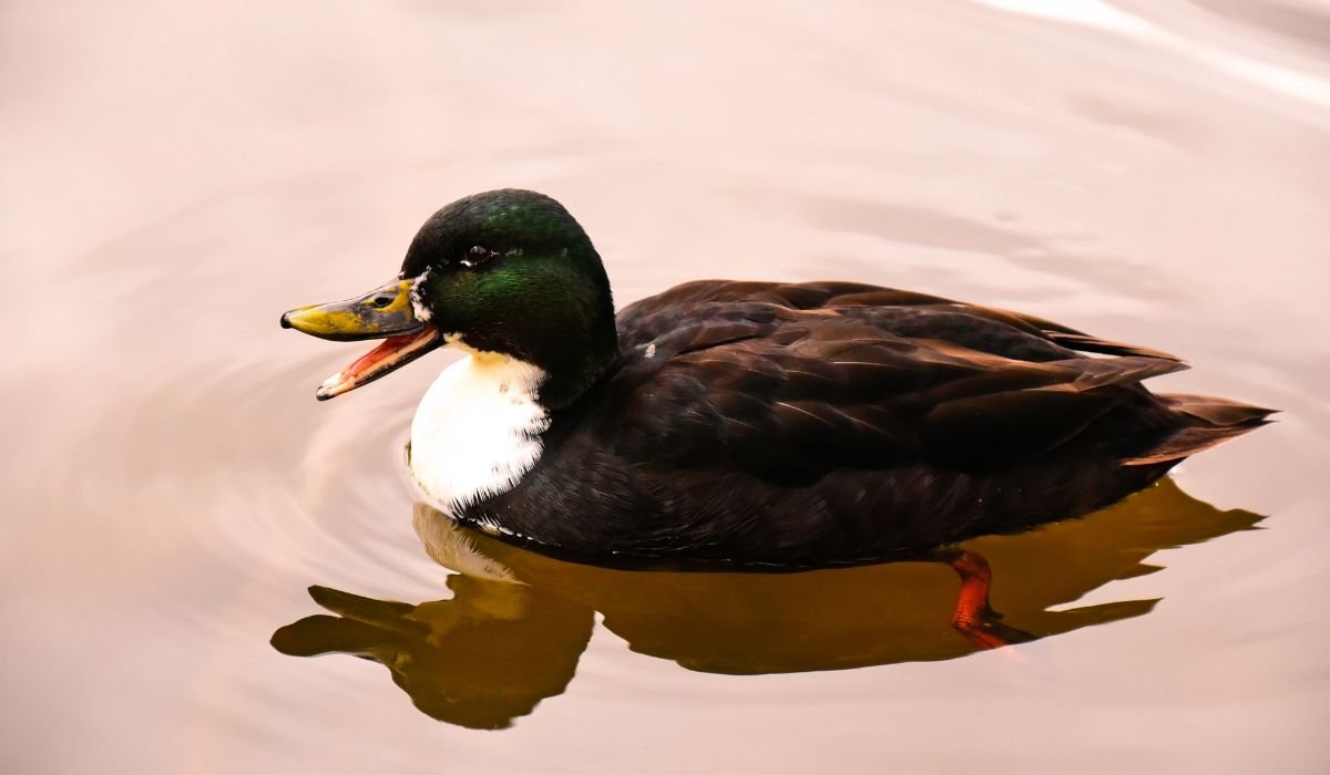 French Duclair Duck Breed: 5 Raising Tips - FowlFamily