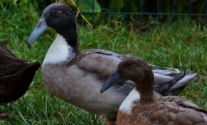 6 Guidelines To Raise Dutch Hookbill Duck Breed - FowlFamily