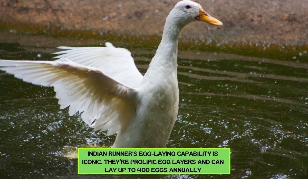 Indian Runner Ducks 101: A Time Travel To Know Everything